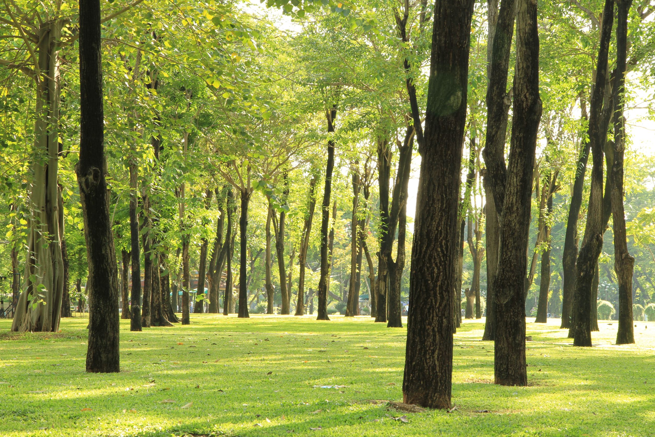 Visit a Popular Tree Nursery in Wimberley Soon - Earticles Web